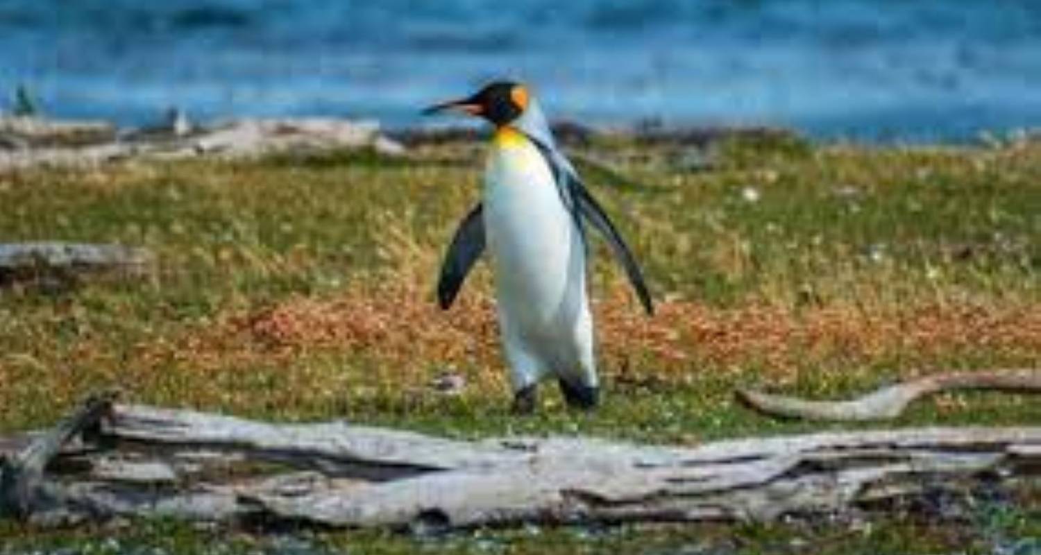 5 Days Discovering of Punta Arenas & The Strait of Magellan! · tours ...